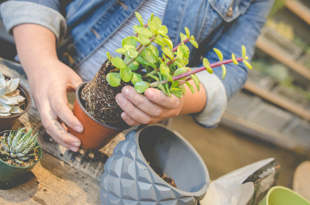 DIY Succulents By Rolling Greens
